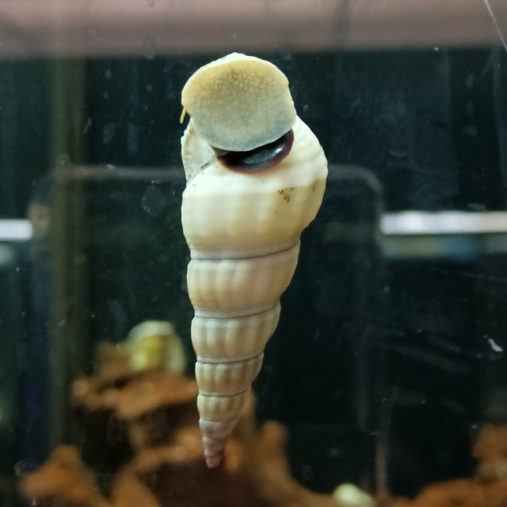 Giant Tower Cap Snail - Brotia herculea | ThatPetPlace.com