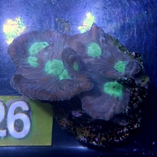 MIMF Pectinia Frag - Pectinia sp. (ORA) | ThatPetPlace.com