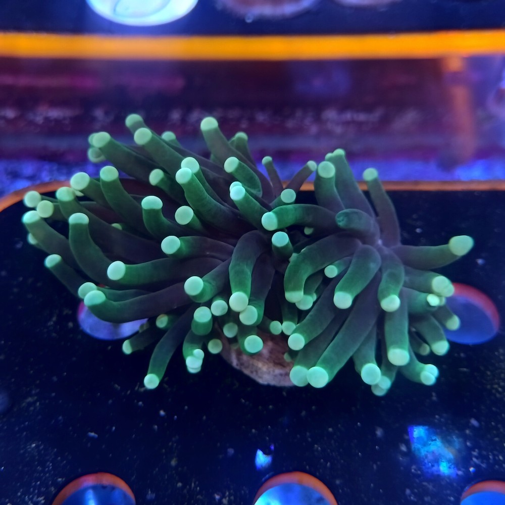 Mellow Yellow Torch Frag - Euphyllia glabrescens