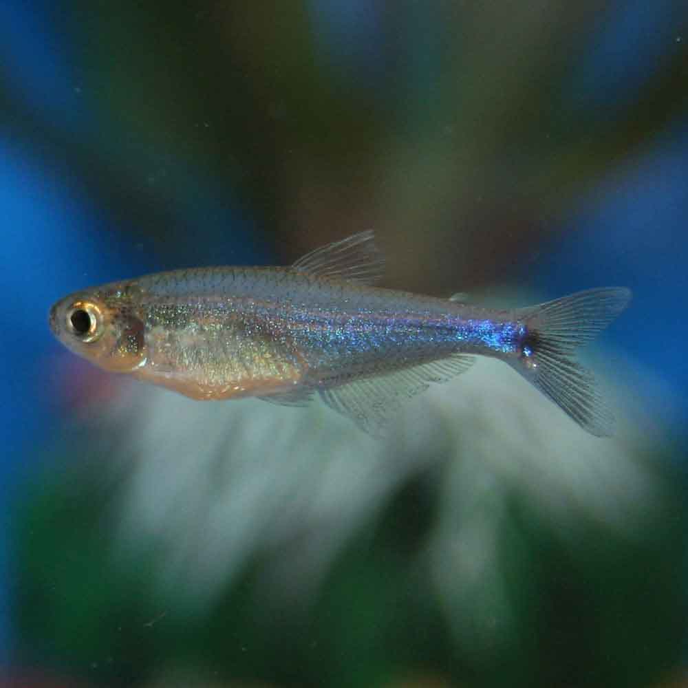 Cochu's Blue Tetra - Boehlkea fredcochui | ThatPetPlace.com