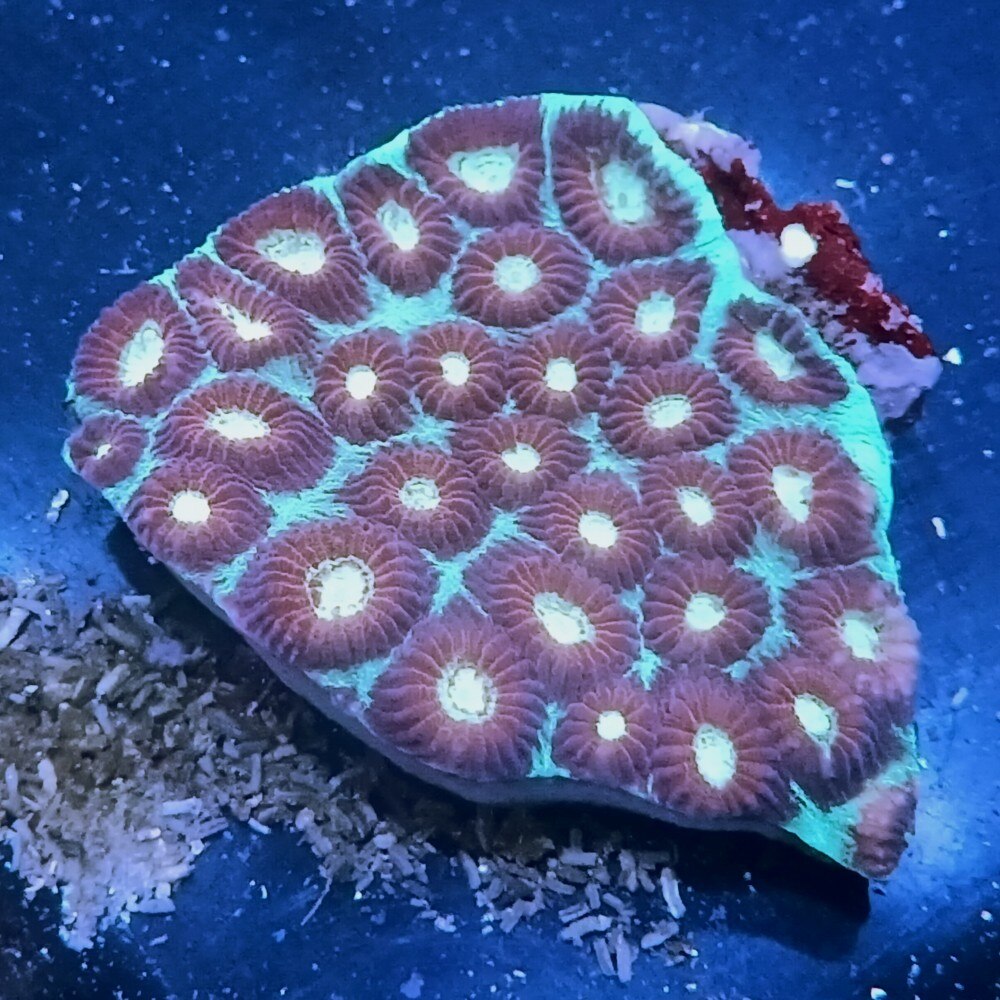 Rainbow Favia - Favia sp. | ThatPetPlace.com