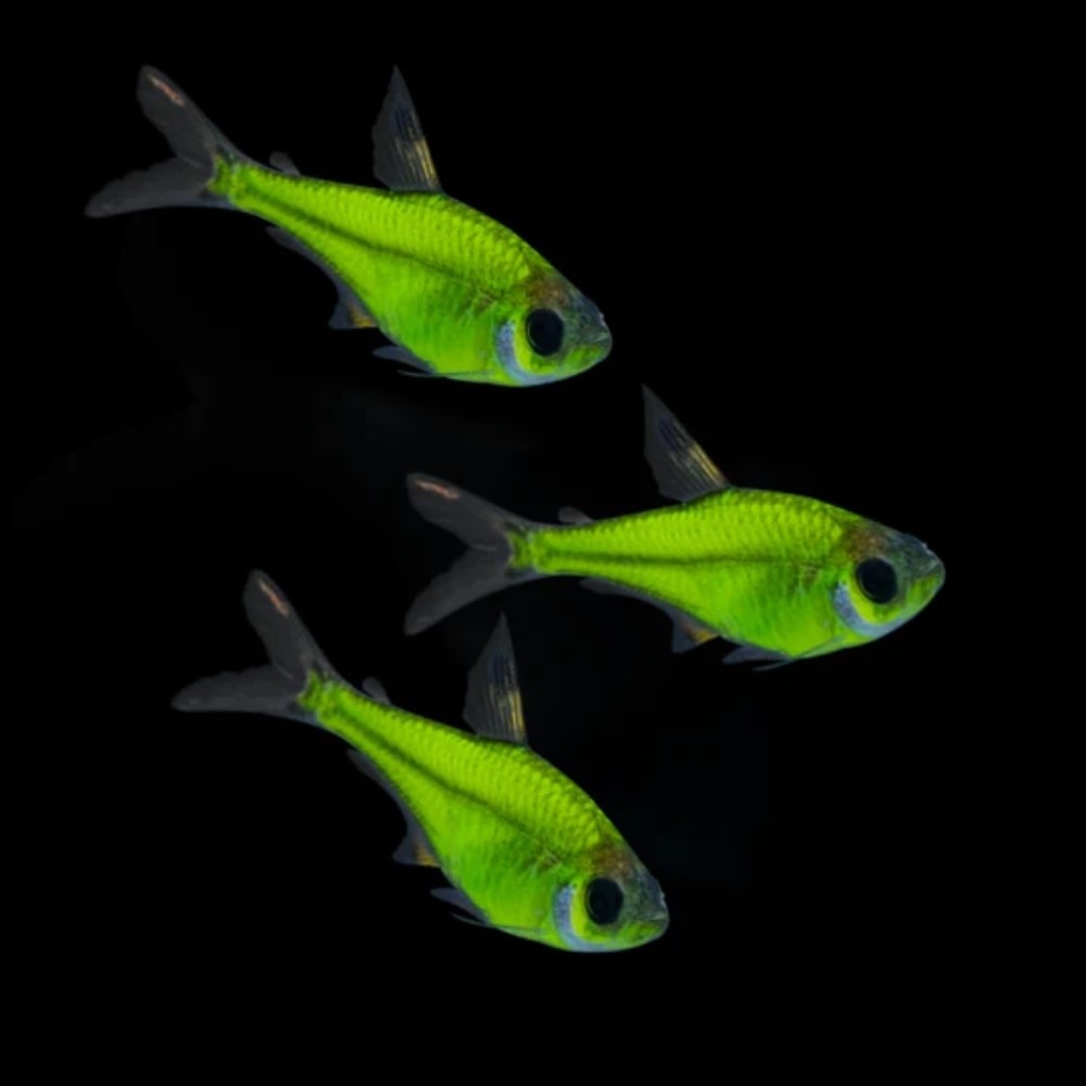 Electric Green GloFish Pristella Tetra - Pristella maxillaris