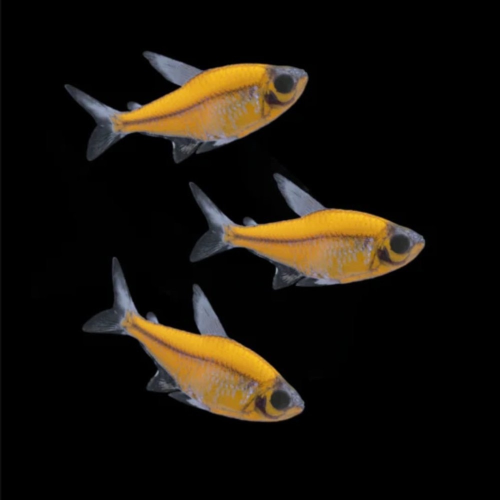 Sunburst Orange GloFish Pristella Tetra - Pristella maxillaris