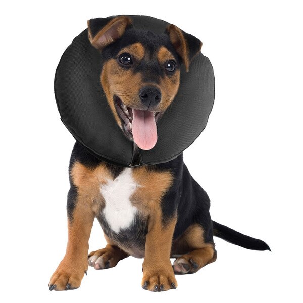 ZenCollar - Inflatable Recovery Collar - XS | thatpetplace.com