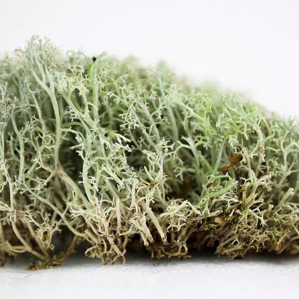 Mossify - Revita-Moss Mood Moss | thatpetplace.com
