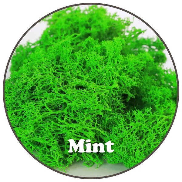 Mossify - Reindeer Moss Mint 100g | thatpetplace.com